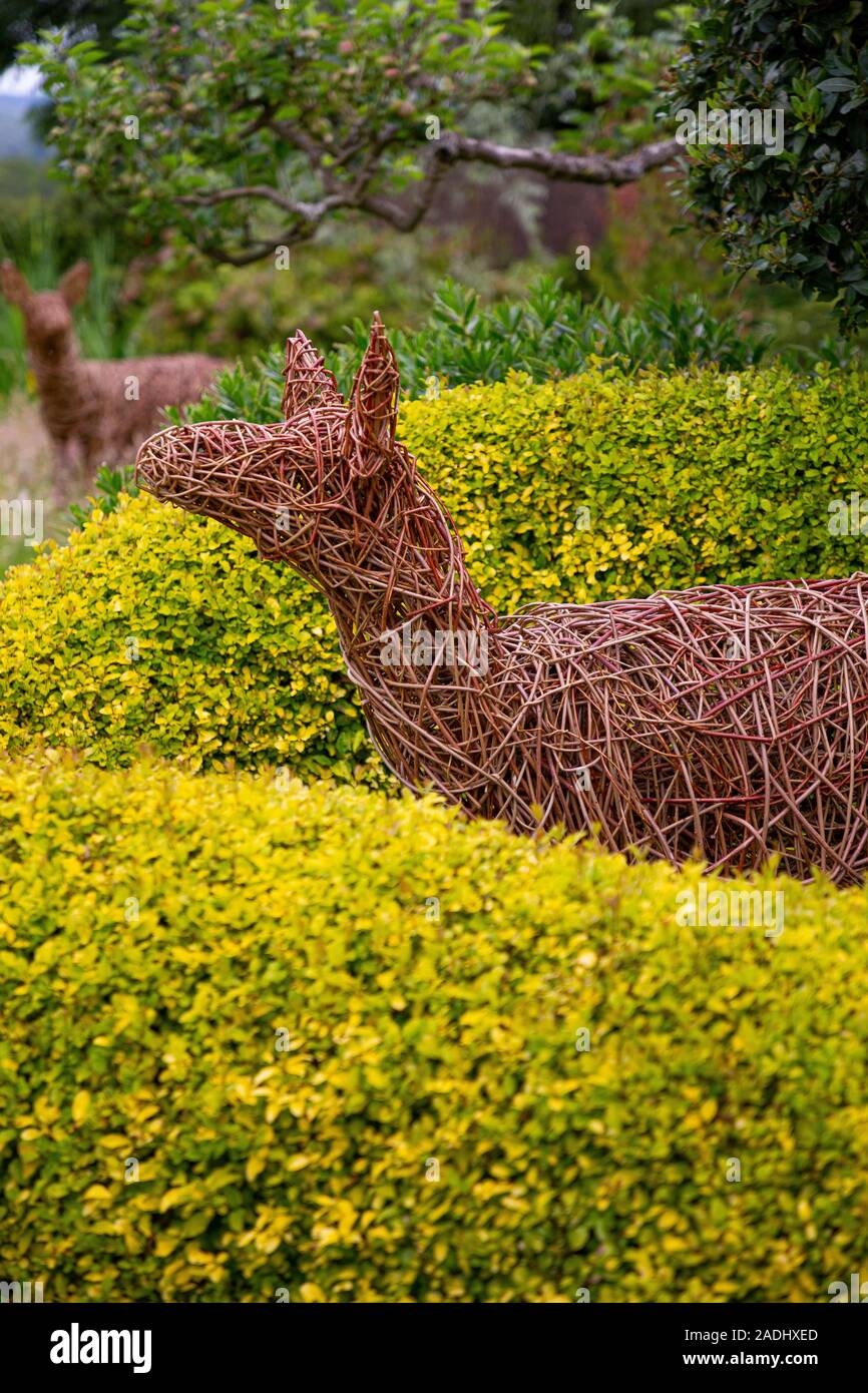 Woven Willow deer sculpture surrounded by Buxus sempervirens 'Aurea ...