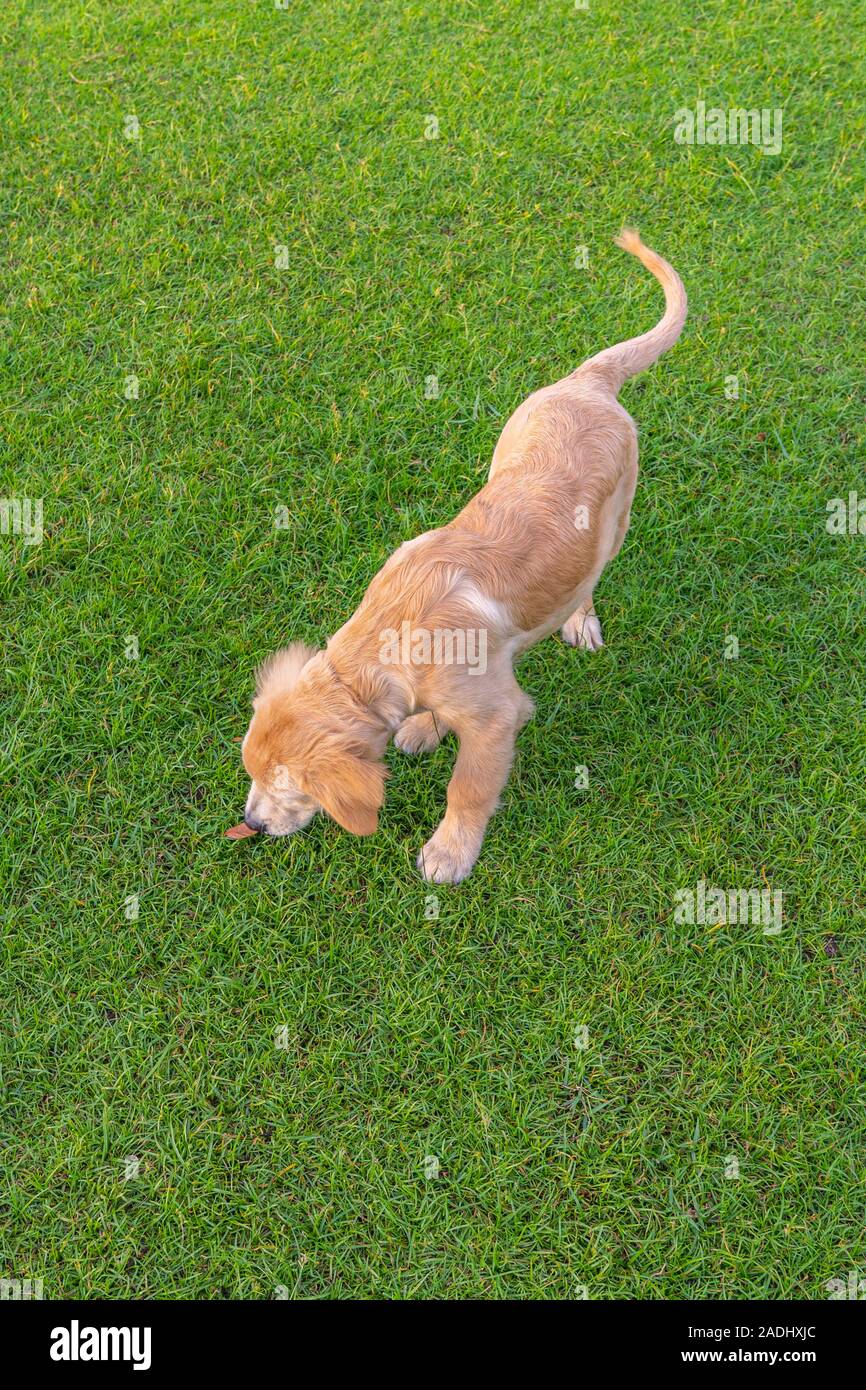 Top view photo of golden retriever puppy walking on grass Stock Photo ...