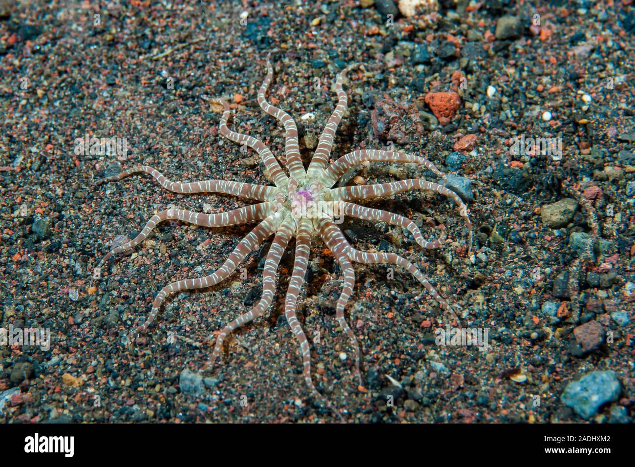 Tropical Sea Anemone Stock Photo - Alamy