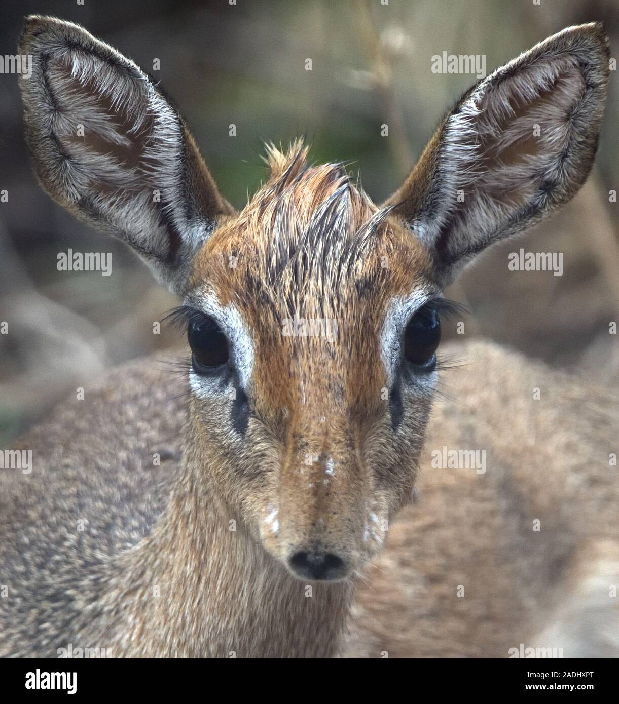 Close-up portrait of a Female Kirk's dik-dik (Madoqua kirkii) showing its delicate build and ...