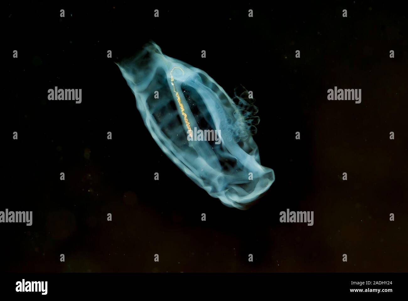 Subphylum Tunicata (Tunicates Stock Photo - Alamy