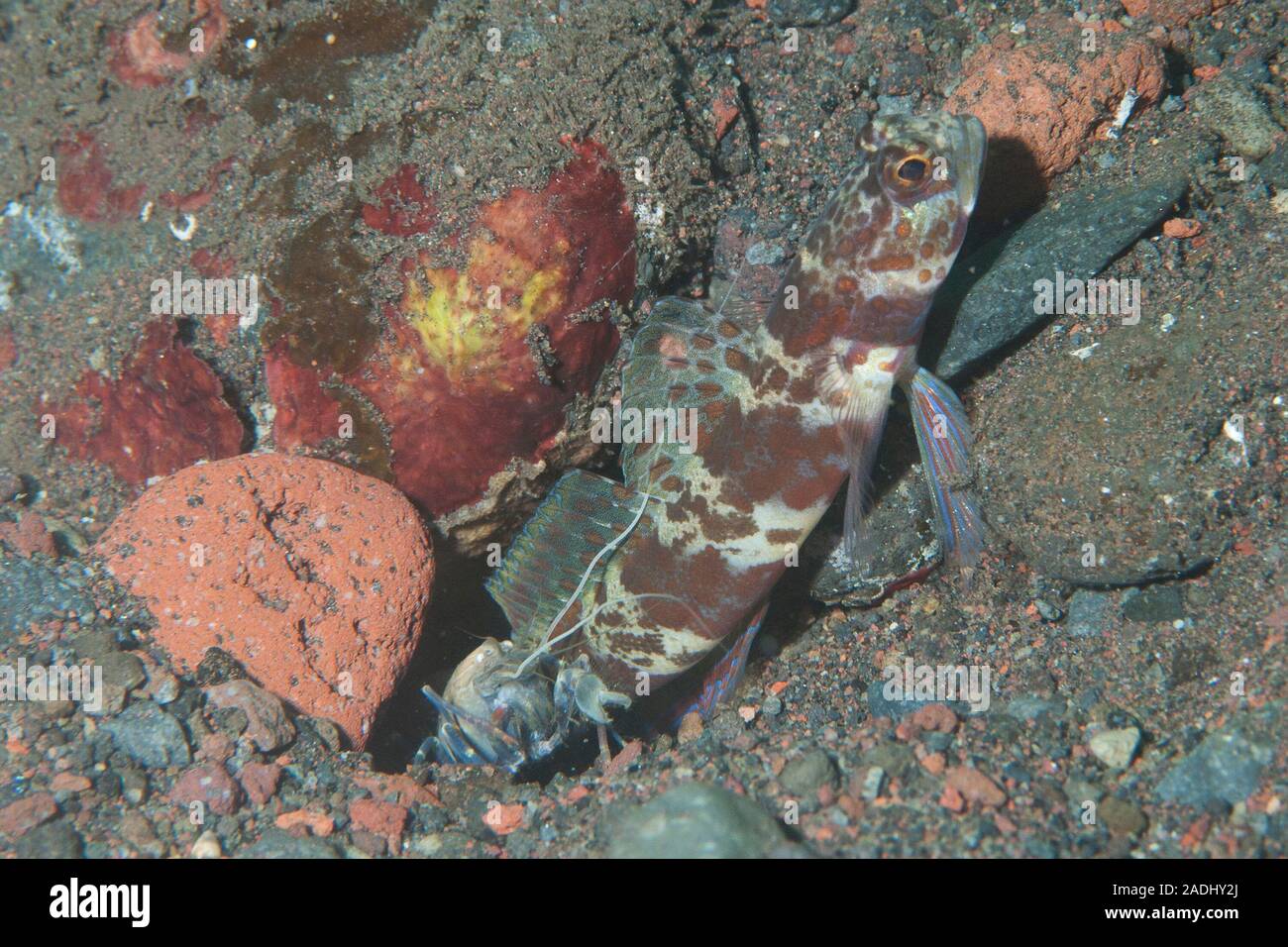 Orange-Spotted Shrimp-Goby Psilogobius prolatus Stock Photo - Alamy