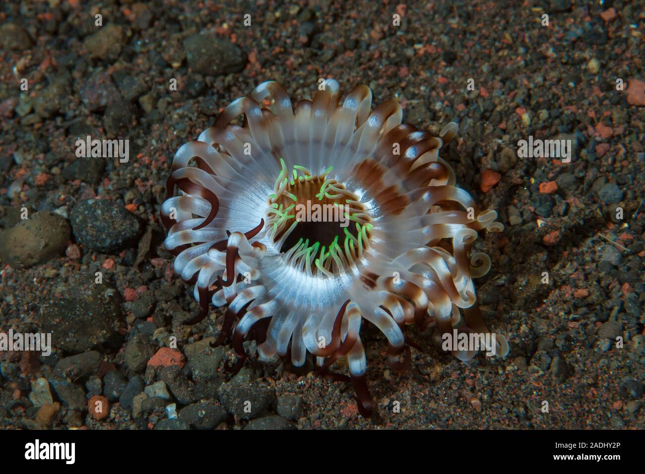Tropical Sea Anemone Stock Photo - Alamy