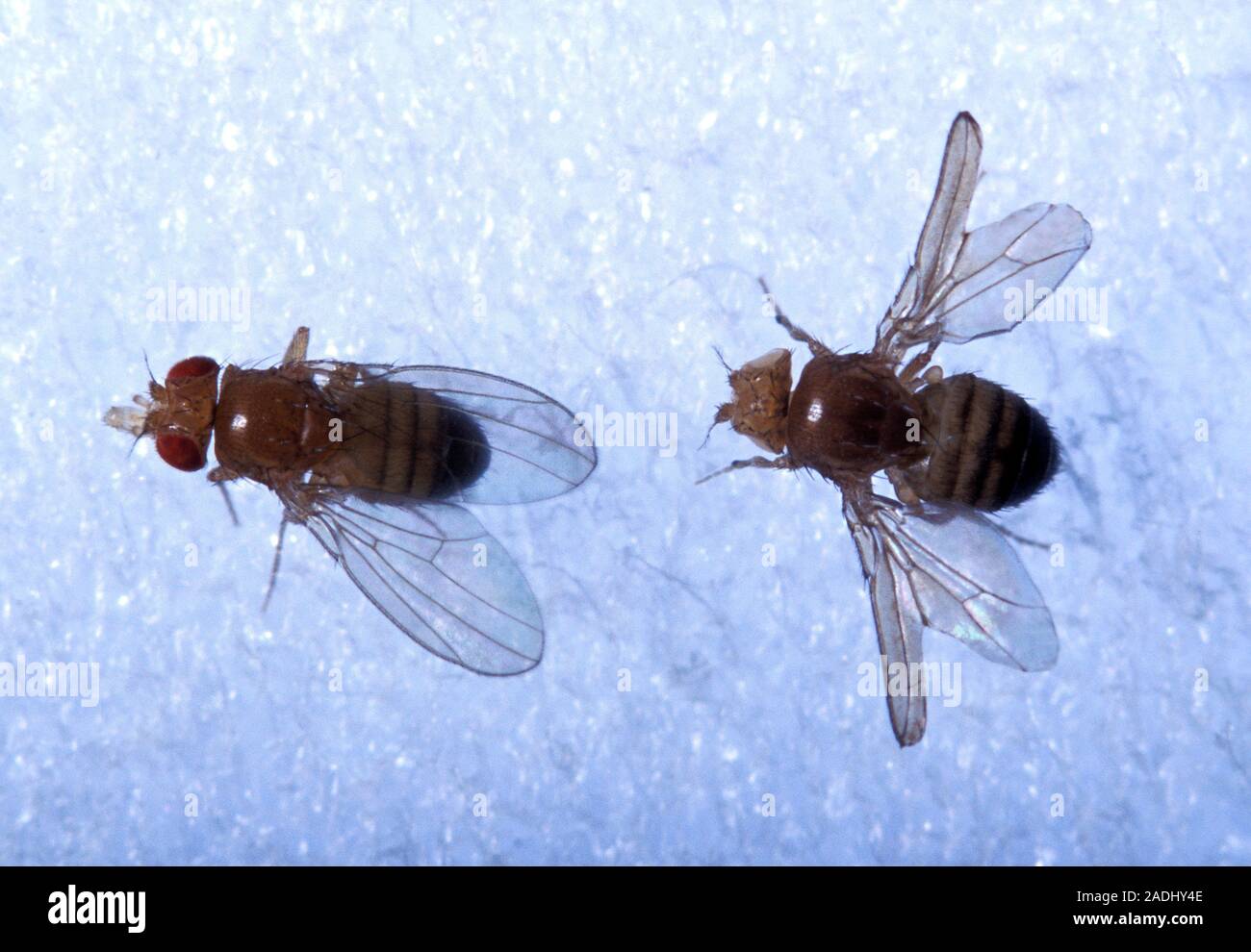 Mutant fly (right) with a normal fly (left). The mutant fly has four ...