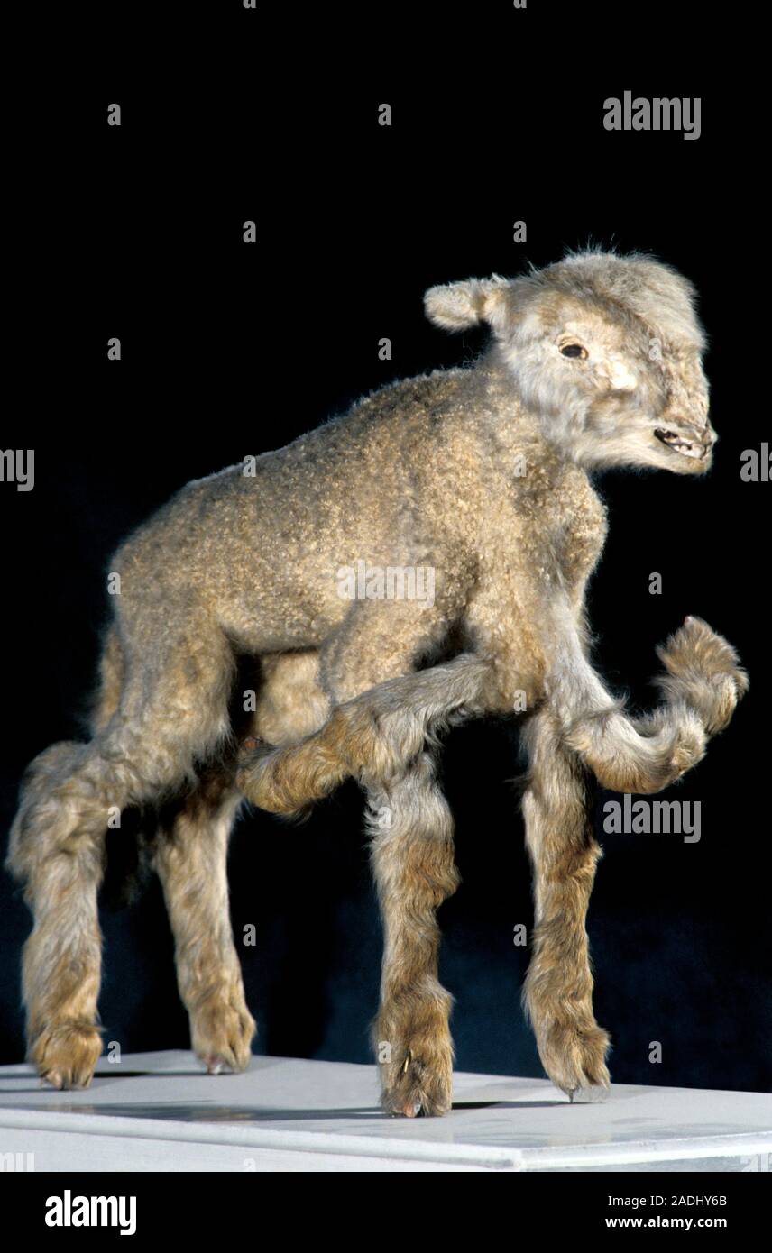 Lamb with polymelia. This stuffed lamb was born with polymelia, a birth ...