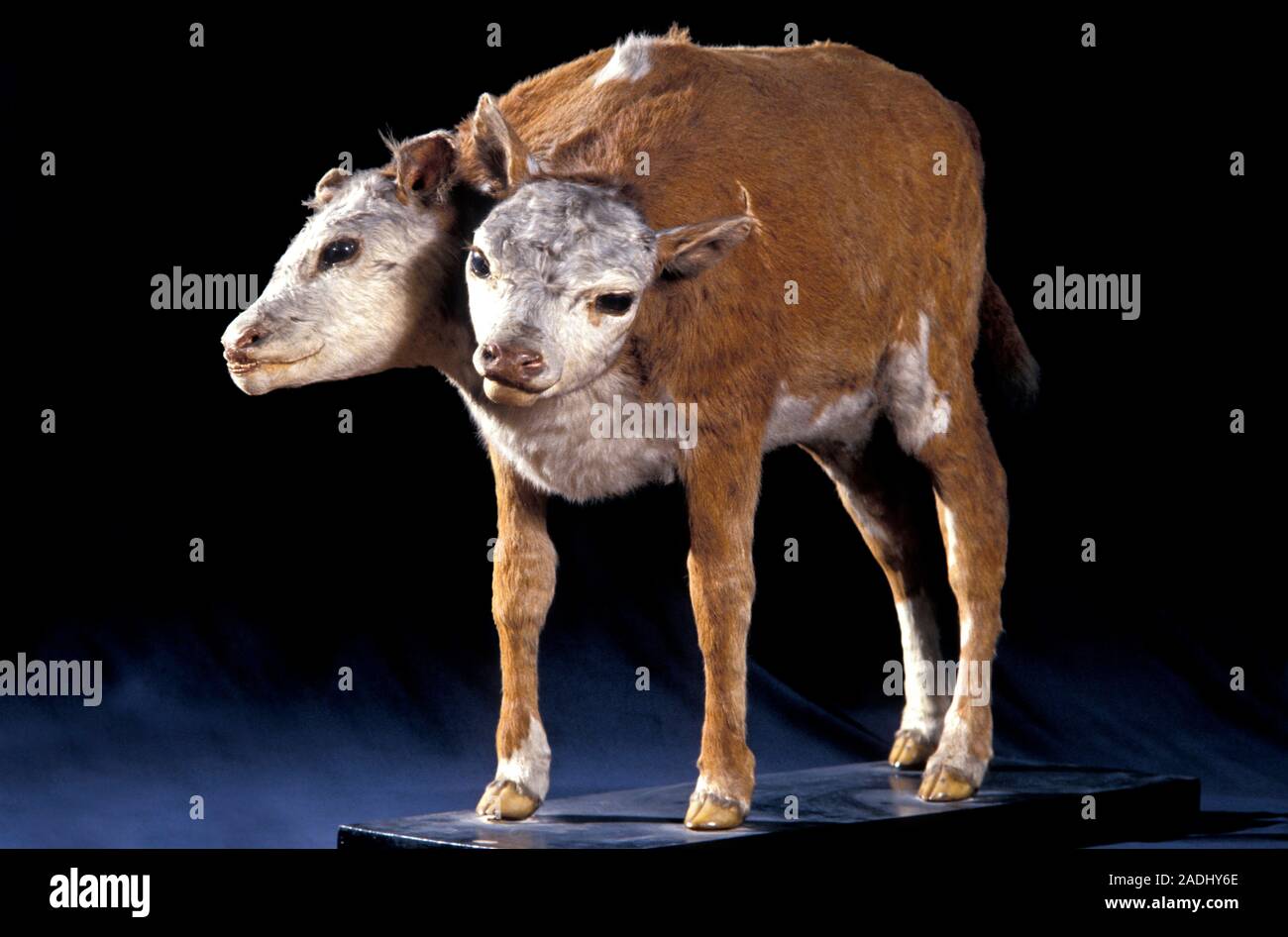 Two-headed calf. This stuffed two-headed calf was born with a birth ...