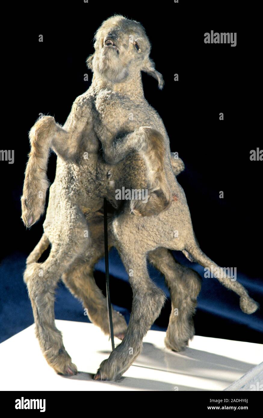 Lamb with polymelia. This stuffed lamb was born with polymelia, a birth ...