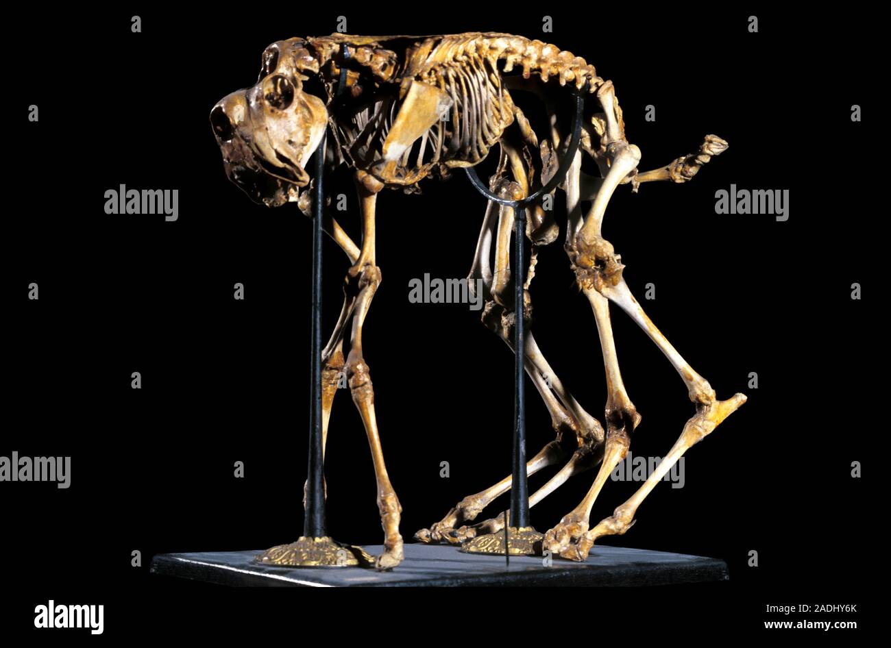 Sheep with polymelia. Preserved skeleton of a sheep that was born with ...