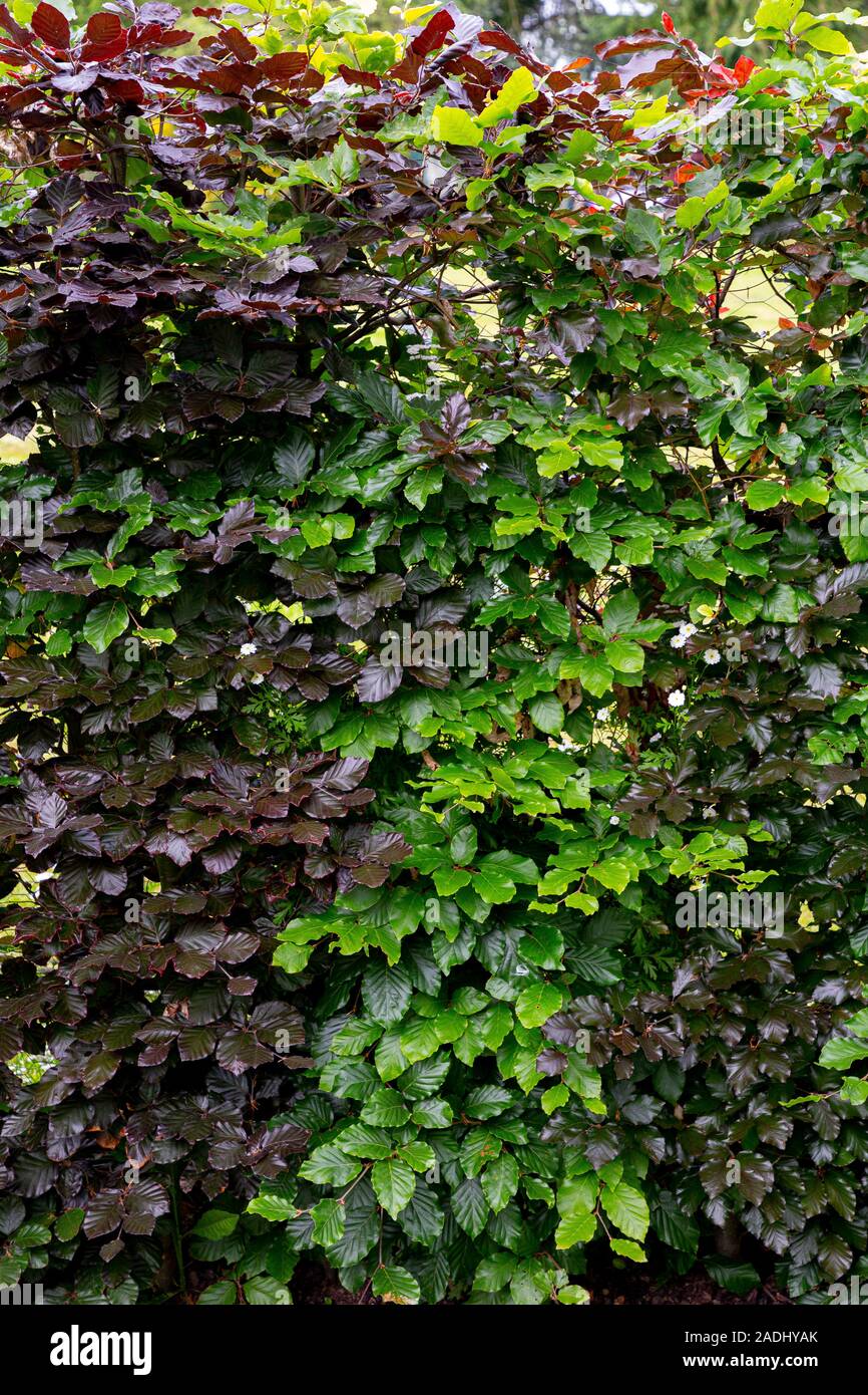 Maxima purpurea hi-res stock photography and images - Alamy