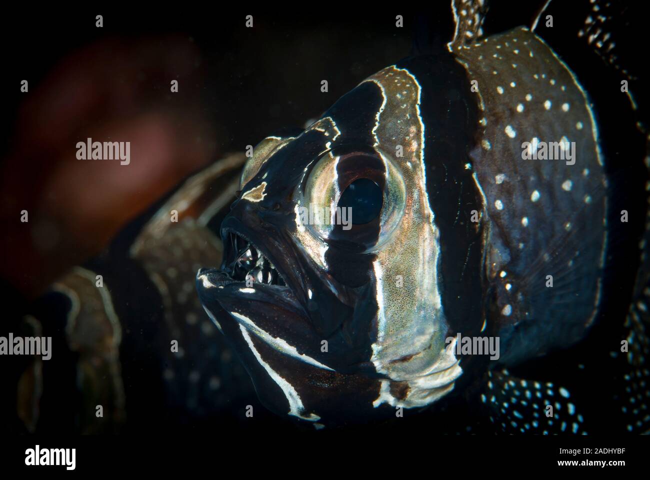 Banggai cardinalfish tank hi-res stock photography and images - Alamy