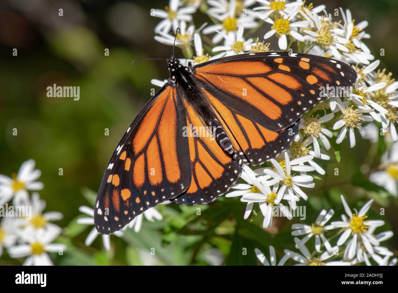 Monarch Butterfly (Danaus plexippus Stock Photo - Alamy
