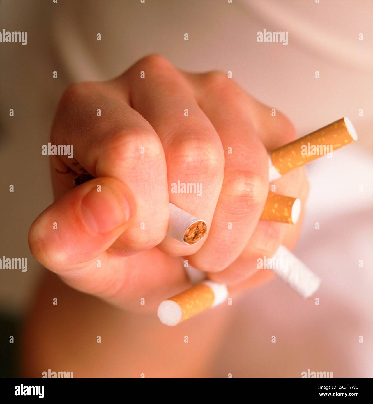 Quitting smoking. Hand crushing cigarettes, symbolizing the act of ...