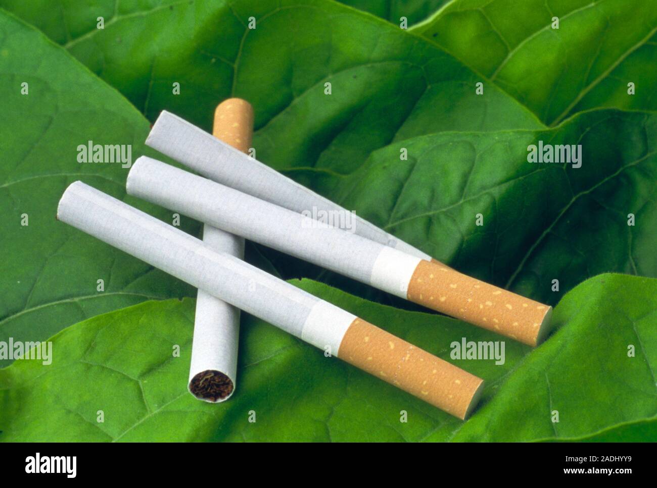 Cigarettes resting on tobacco leaves (Nicotiana sp.). Tobacco contains ...