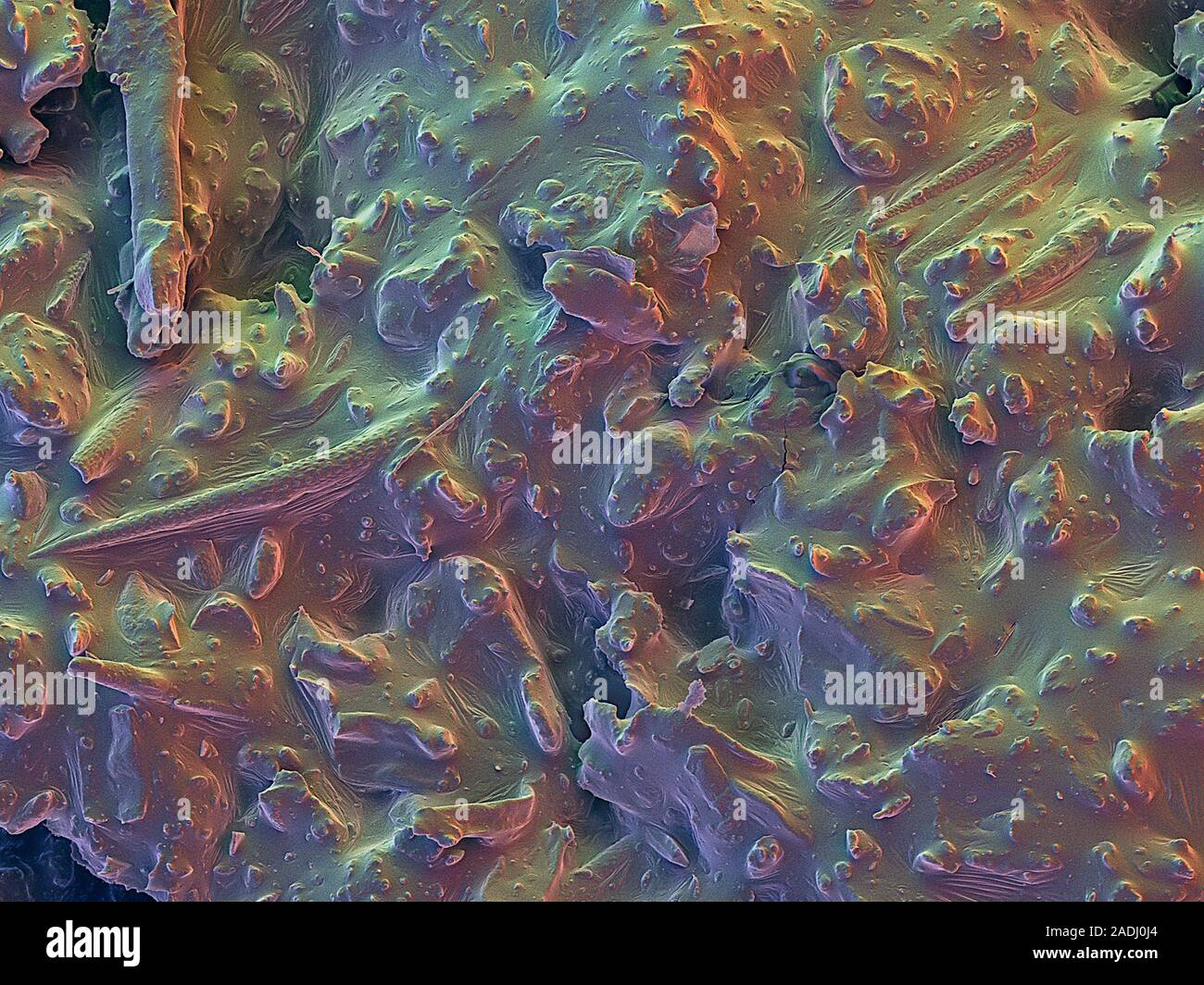 Hashish. Coloured scanning electron micrograph (SEM) of hashish ...