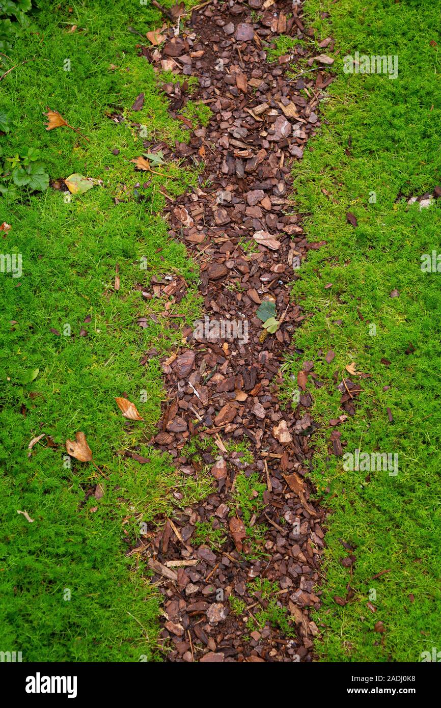 Chamaemelum nobile 'Treneague' and bark path leading Stock Photo - Alamy