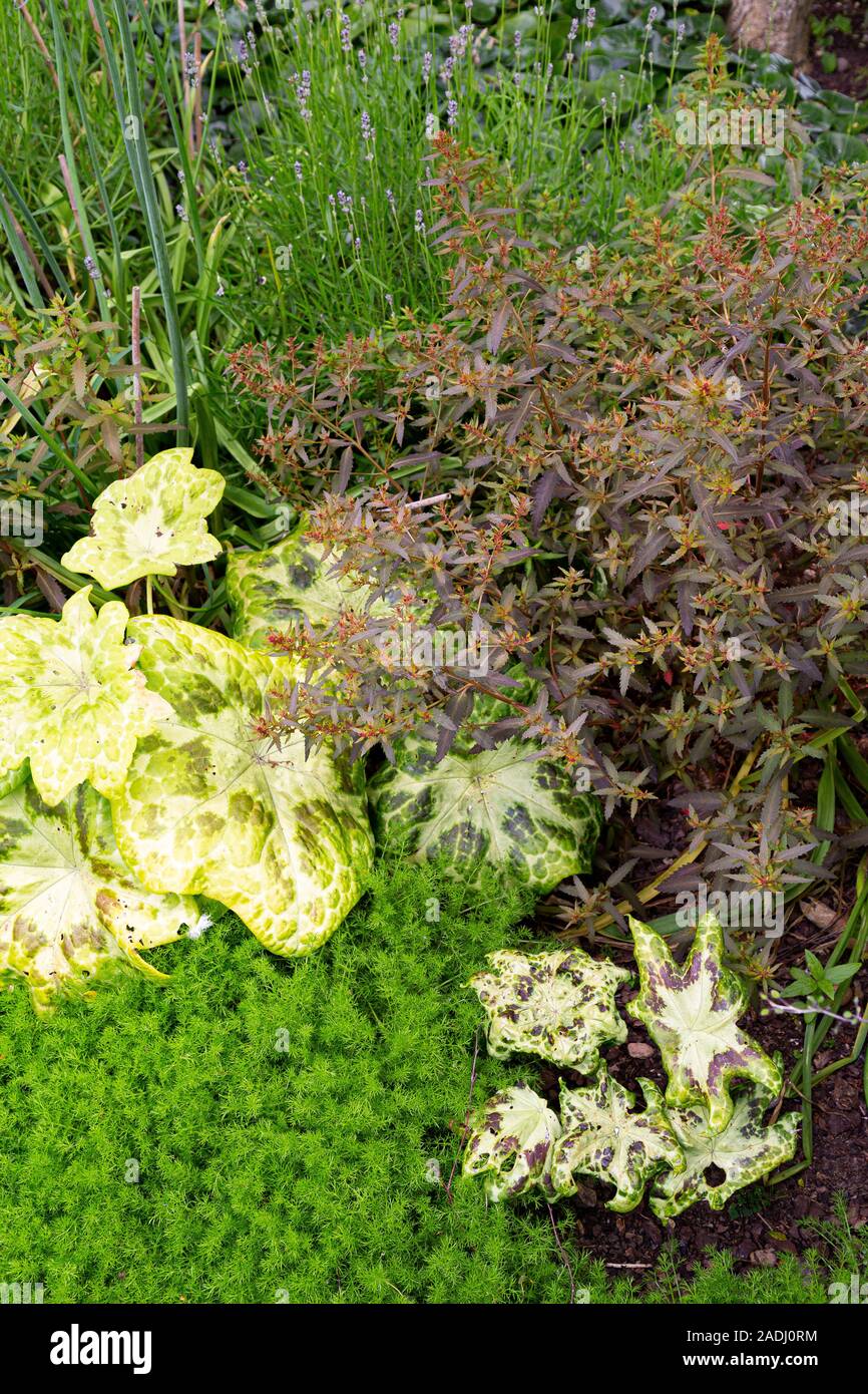 Haloragis erecta 'Wellington Bronze', Chamaemelum nobile 'Treneague ...