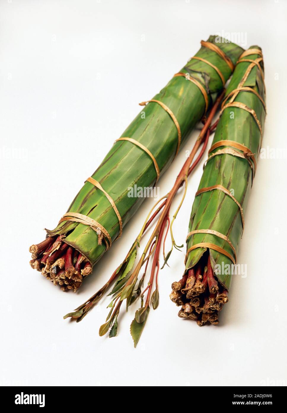 Qat. Stems of the Ethiopian Qat or Khat plant (Catha edulis). The stems ...