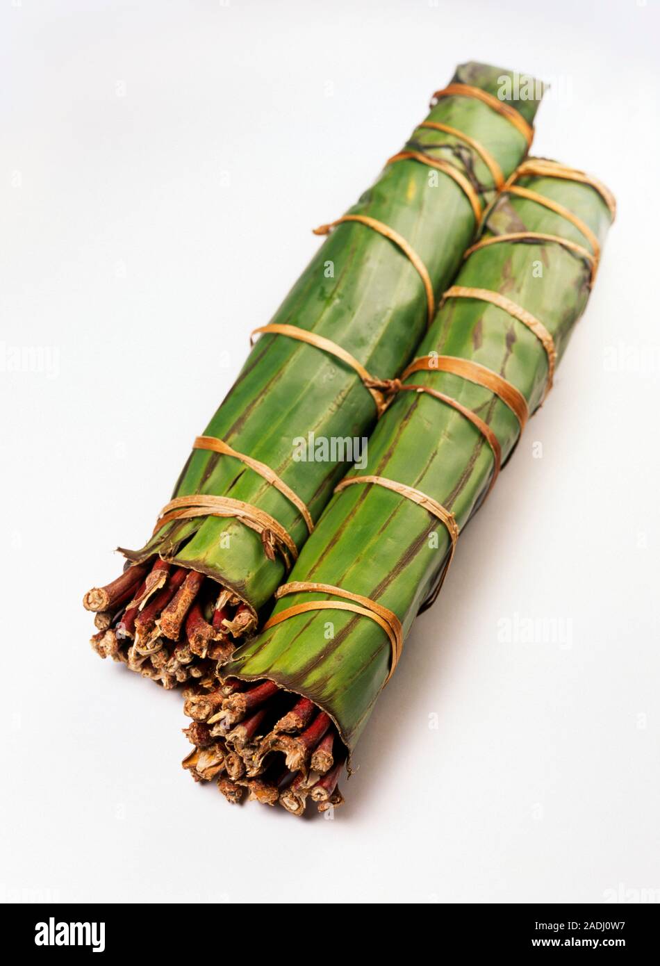 Qat. Stems of the Ethiopian Qat or Khat plant (Catha edulis). The stems ...