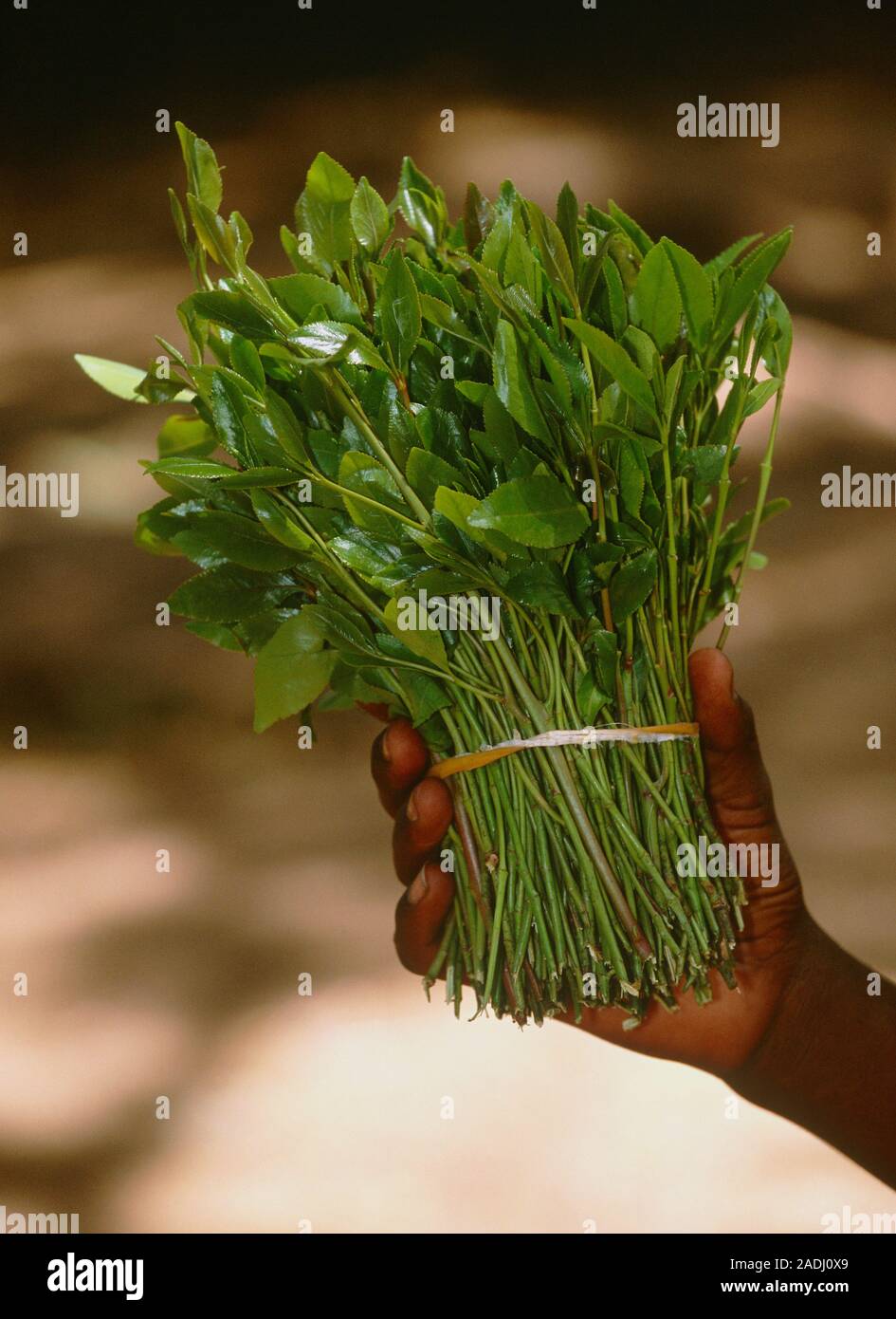 MODEL RELEASED. Chat (Catha edulis). Hand holding a bunch of chat stems ...