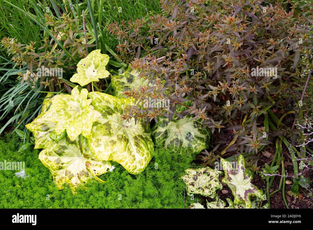 Haloragis erecta 'Wellington Bronze', Chamaemelum nobile 'Treneague ...