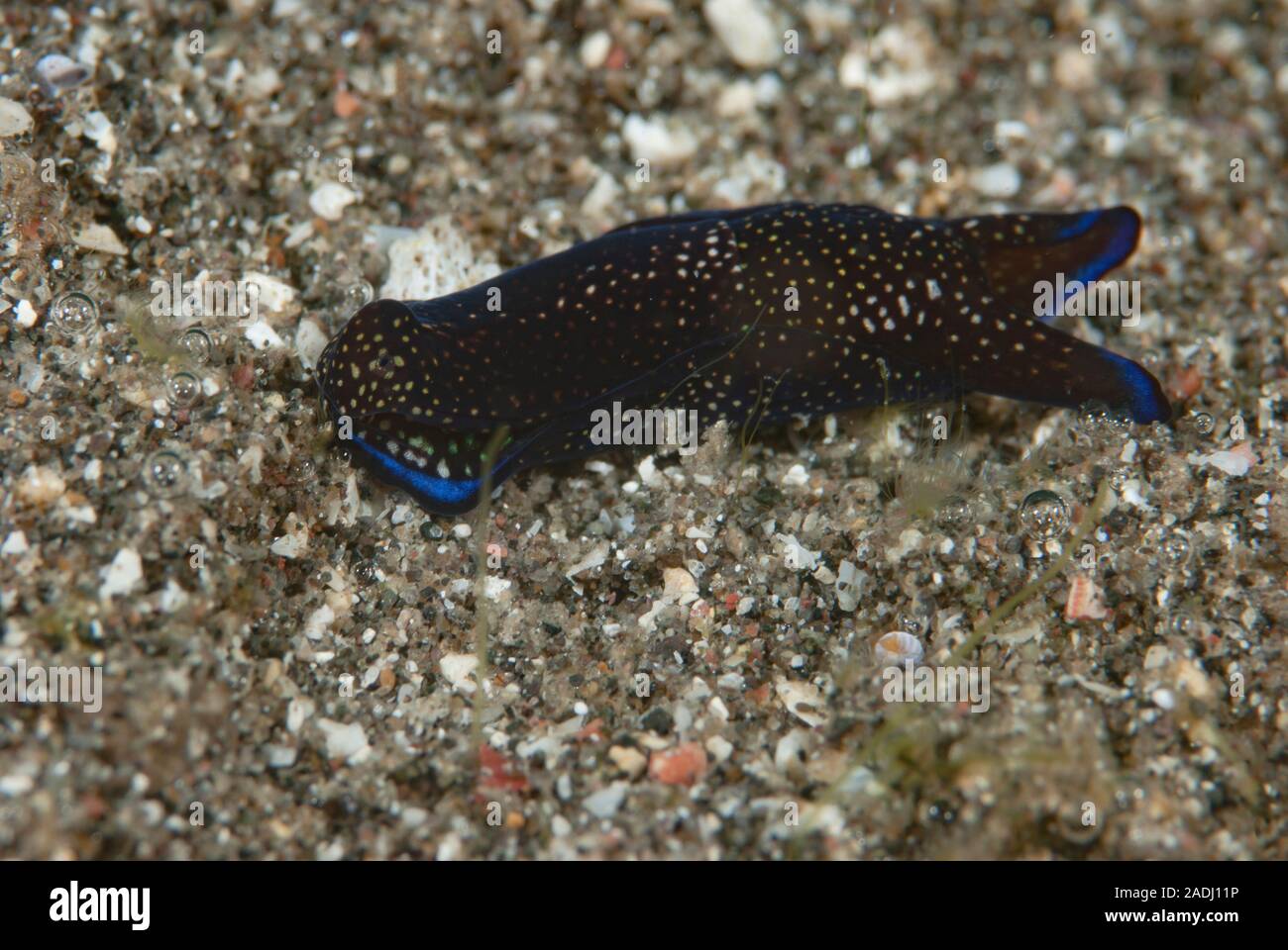 Cephalaspidea (Headshield Slugs), Philinopsis reticulata Stock Photo ...