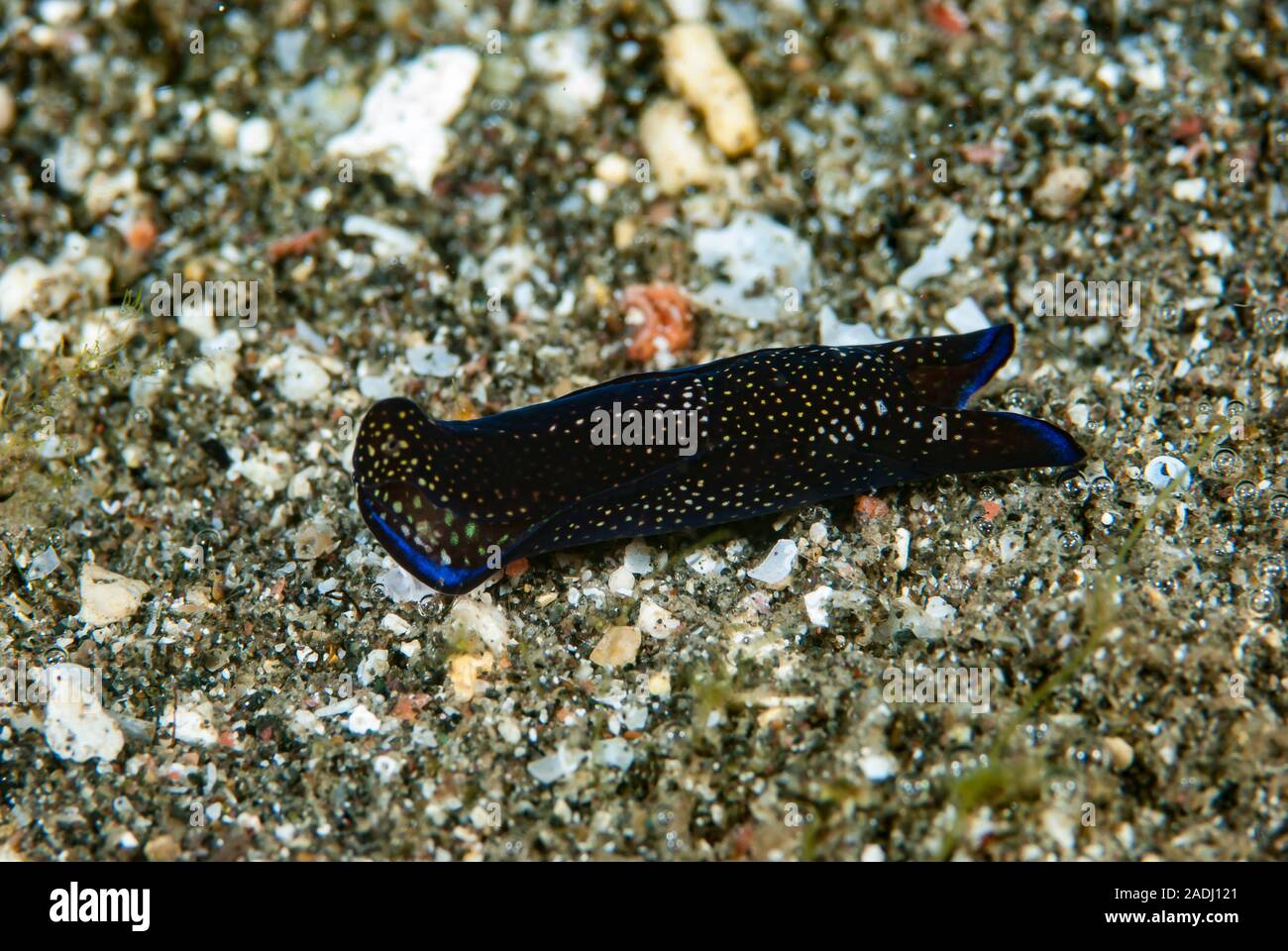Cephalaspidea (Headshield Slugs), Philinopsis reticulata Stock Photo ...