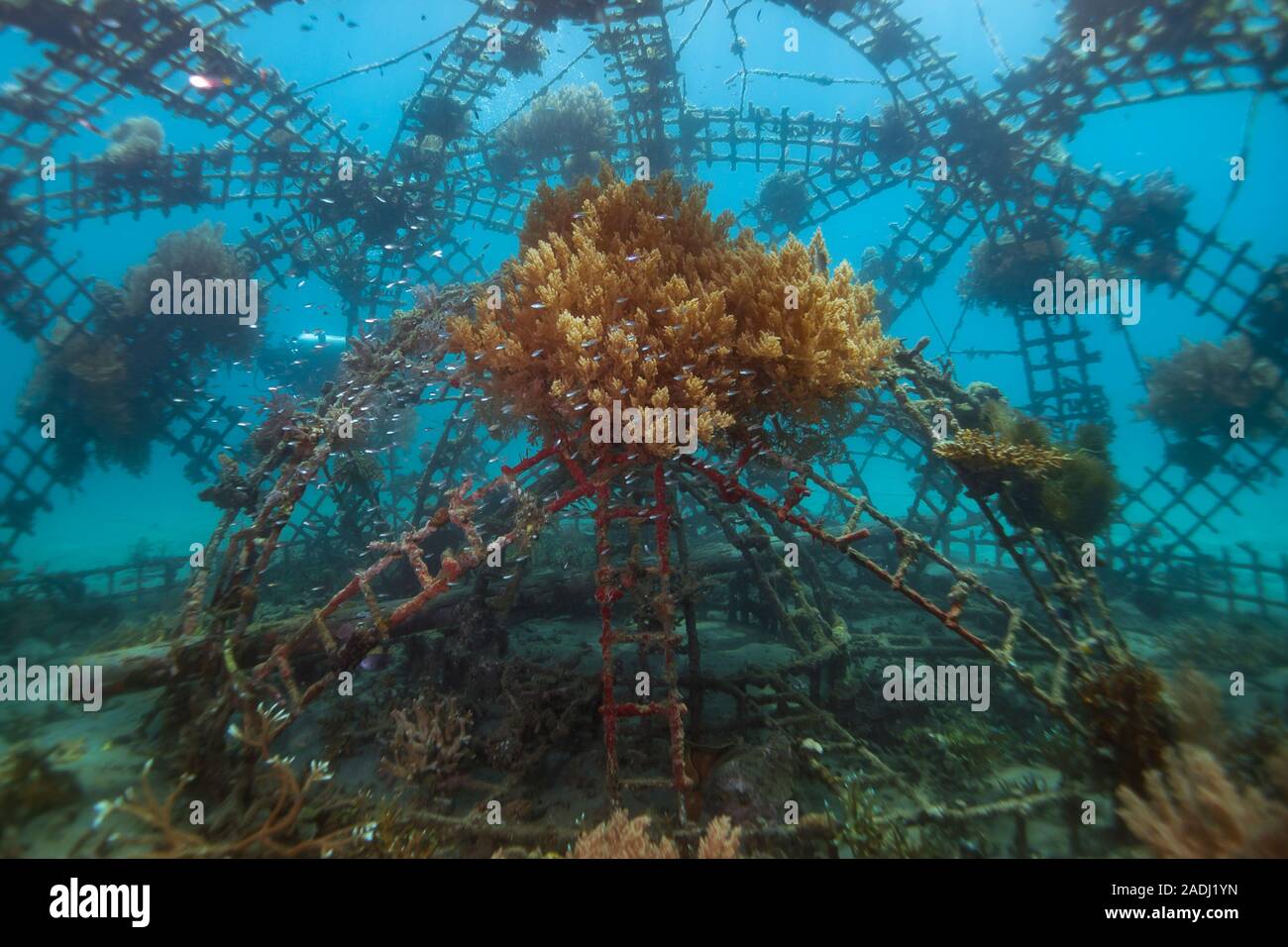 Biorock High Resolution Stock Photography and Images - Alamy