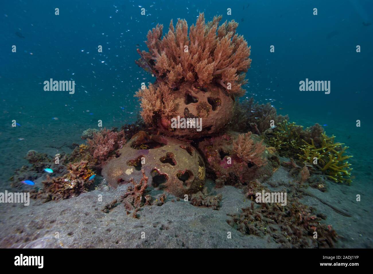 Biorock hi-res stock photography and images - Alamy