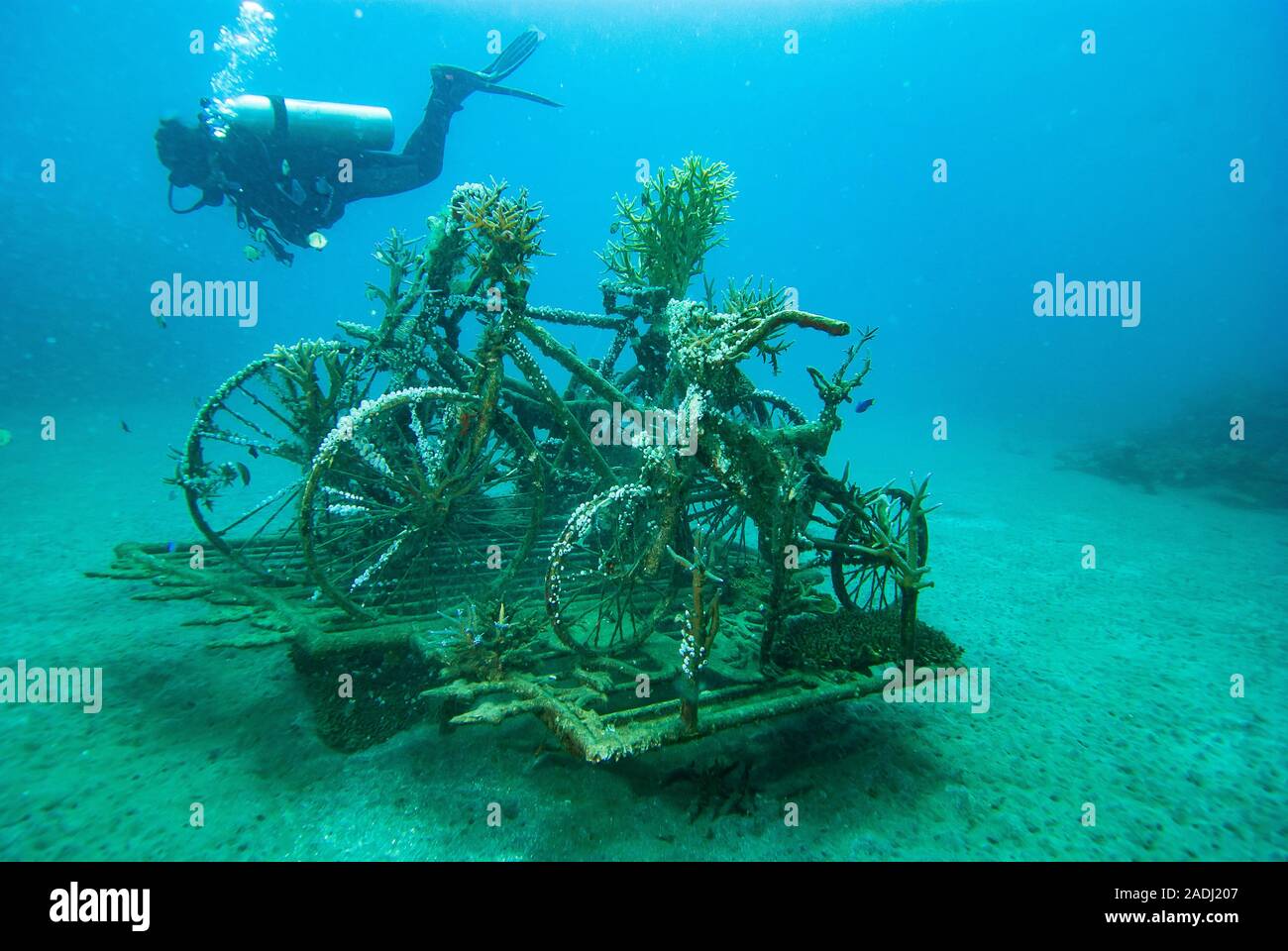 Biorock Artificial Coral Reef, Bali Stock Photo - Alamy