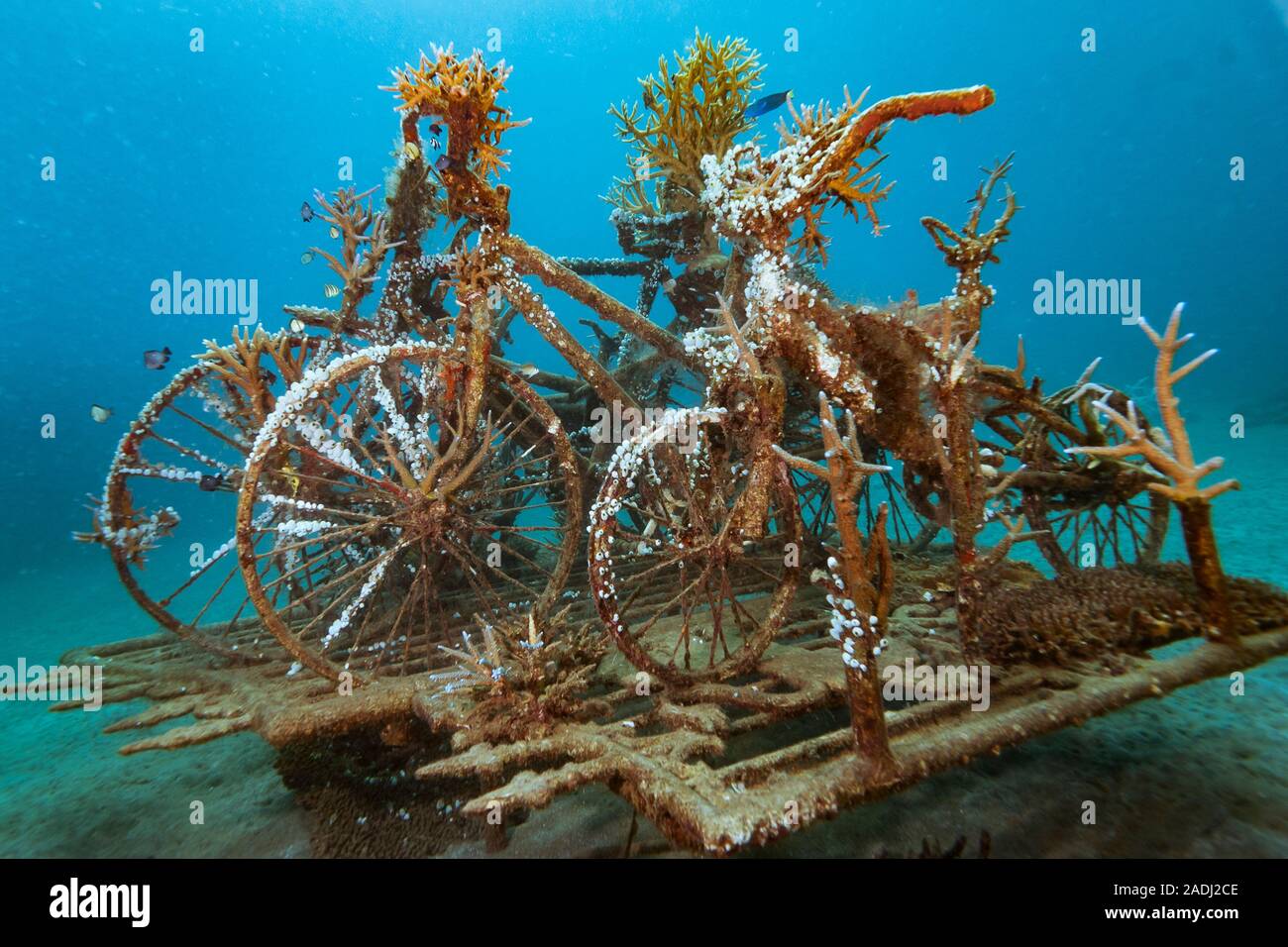 Coral biorock bali indonesia hi-res stock photography and images - Alamy
