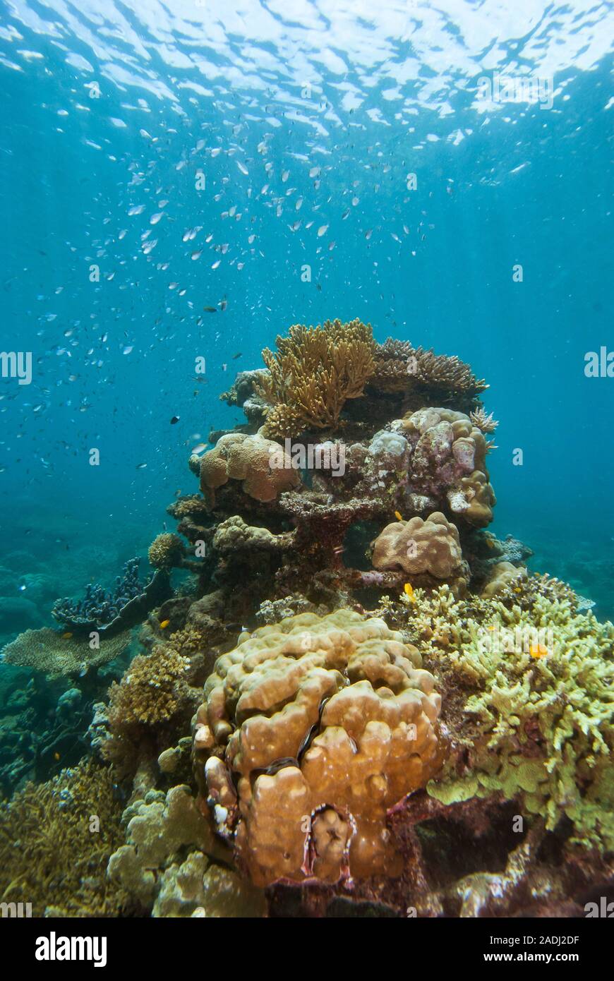 Tropical Coral Reef Underwater Landscape Stock Photo - Alamy