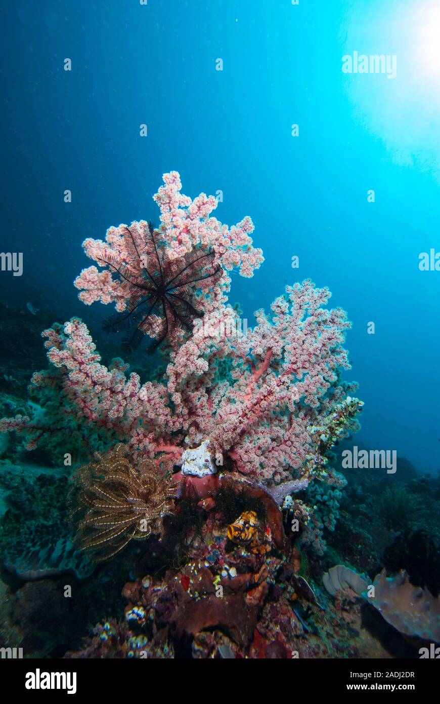 Tropical Coral Reef Underwater Landscape Stock Photo - Alamy