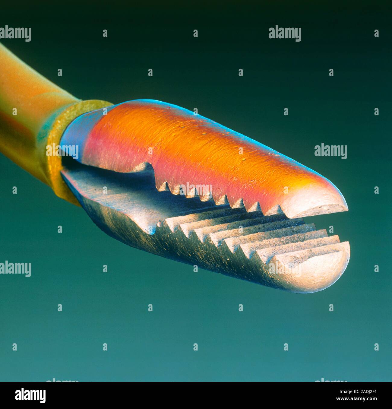 Surgical clamp. Coloured Scanning Electron Micrograph (SEM) of a clamp ...