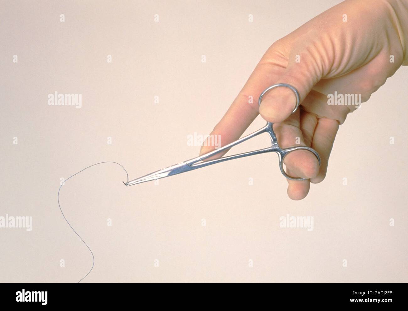 Suture in forceps. Gloved hand holding a suture in a pair of scissor ...