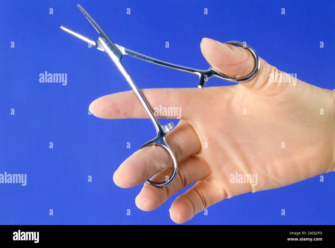 Scissor forceps. Gloved hand holding a pair of scissor forceps. Forceps ...