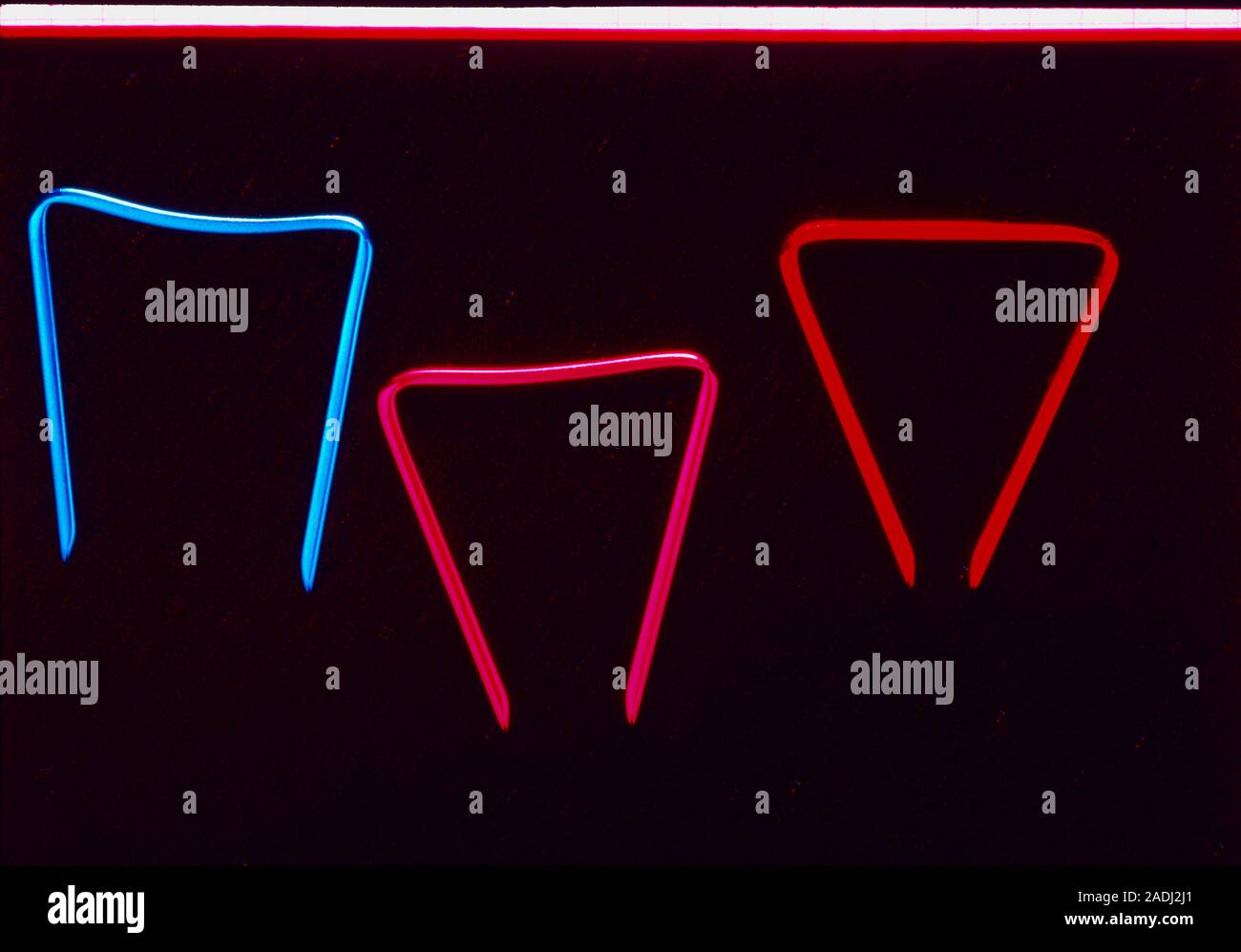 Surgical staples. Three surgical staples made from memory metal. These ...