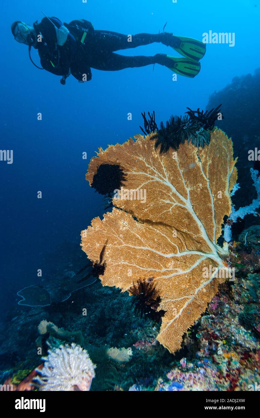 Tropical Coral Reef Underwater Landscape Stock Photo - Alamy