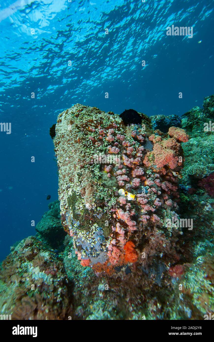 Tropical Coral Reef Underwater Landscape Stock Photo - Alamy