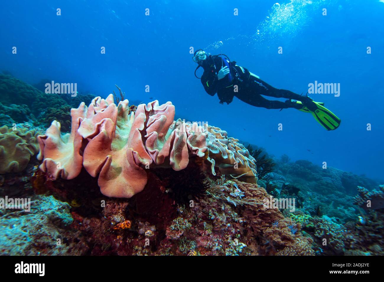 Tropical Coral Reef Underwater Landscape Stock Photo - Alamy