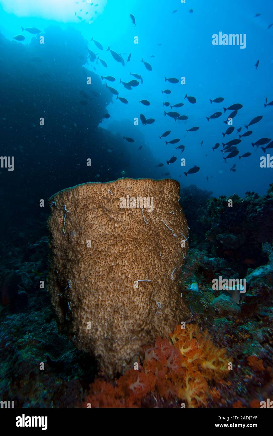 Tropical Coral Reef Underwater Landscape Stock Photo - Alamy