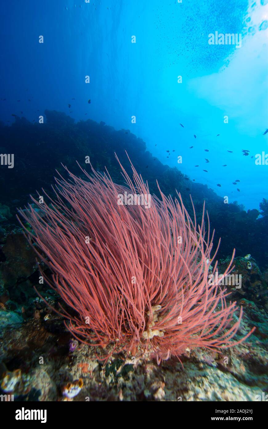 Tropical Coral Reef Underwater Landscape Stock Photo - Alamy