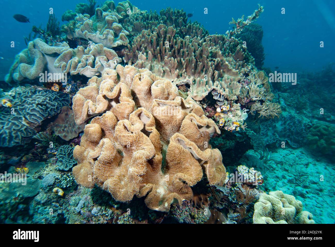 Tropical Coral Reef Underwater Landscape Stock Photo - Alamy