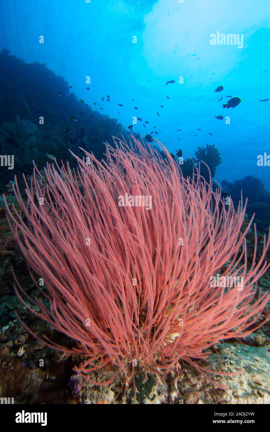 Tropical Coral Reef Underwater Landscape Stock Photo - Alamy