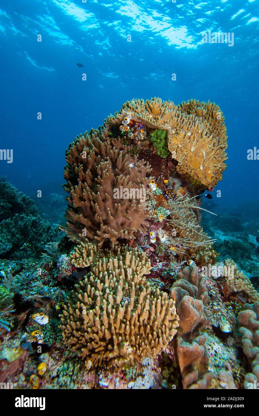 Tropical Coral Reef Stock Photo - Alamy