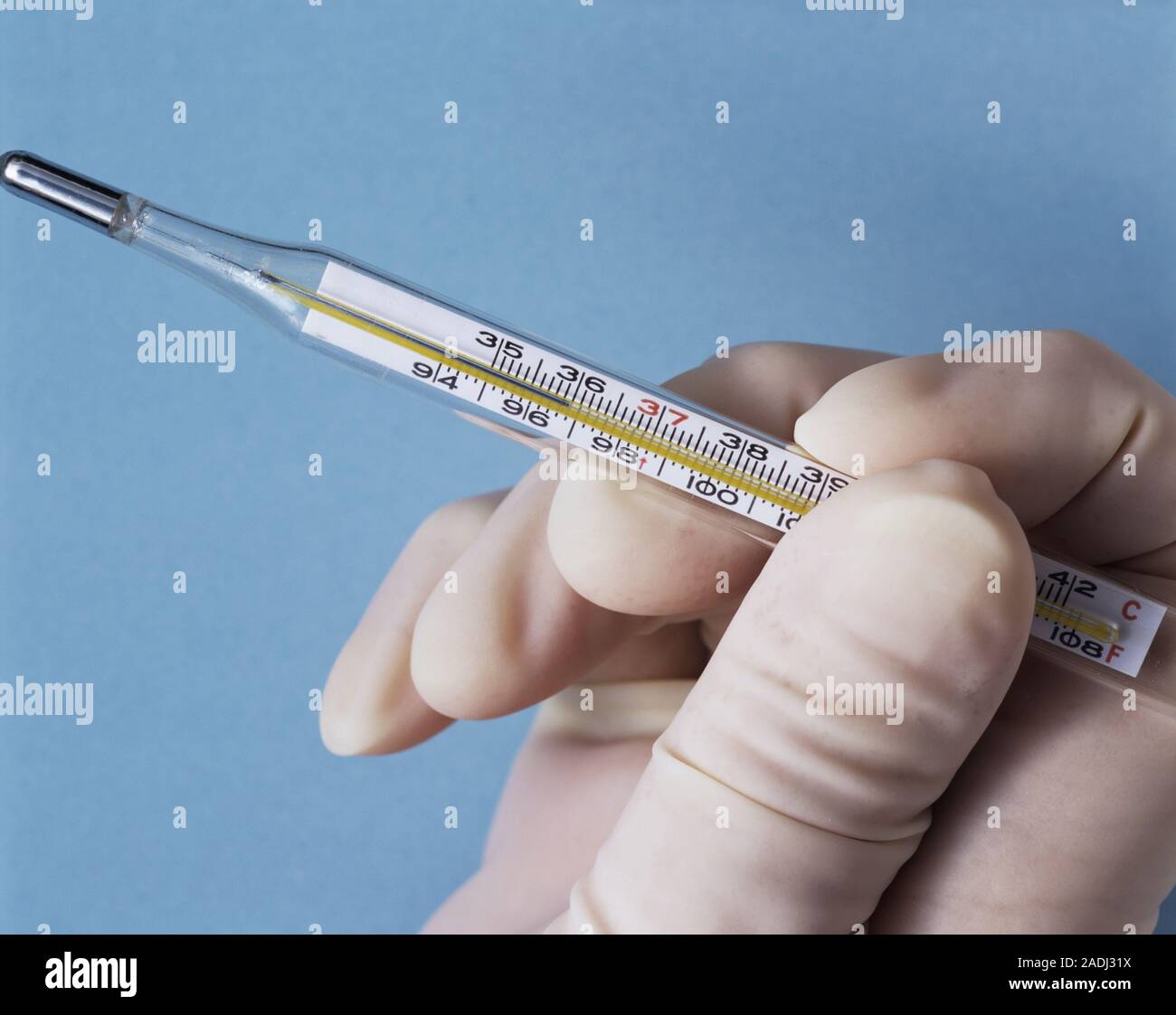 Body temperature. Gloved hand holding a thermometer displaying a normal ...