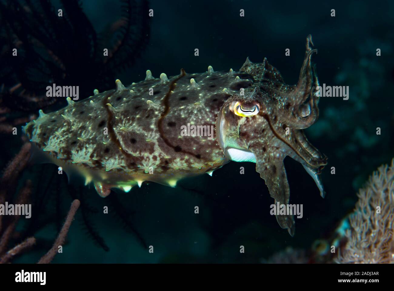 Needle Cuttlefish Sepia aculeata Stock Photo - Alamy