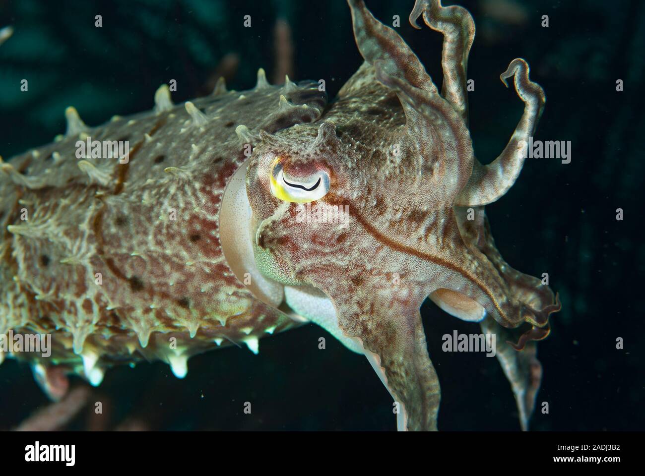 Needle Cuttlefish Sepia aculeata Stock Photo - Alamy