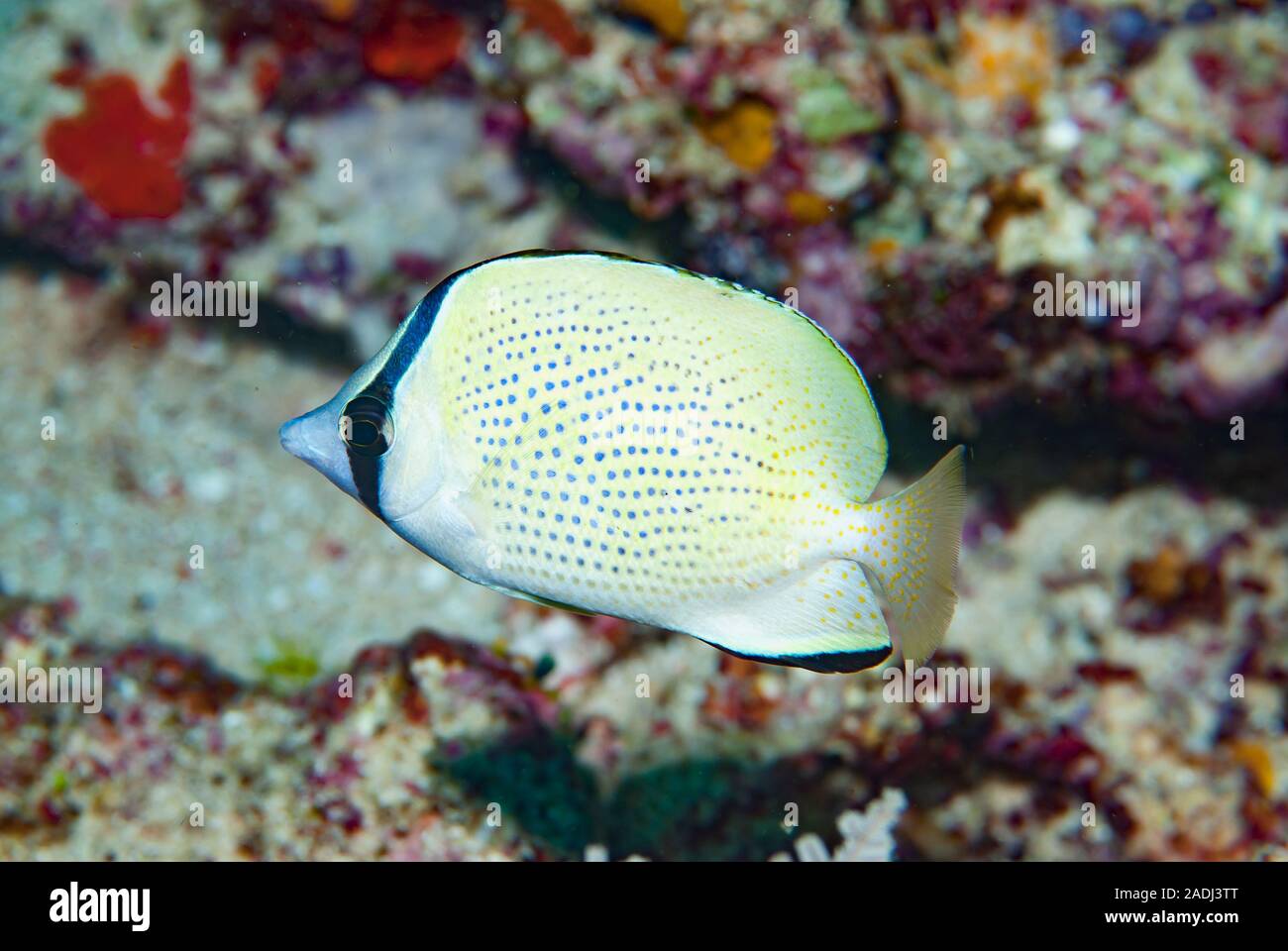 Citrinellus fish hi-res stock photography and images - Alamy