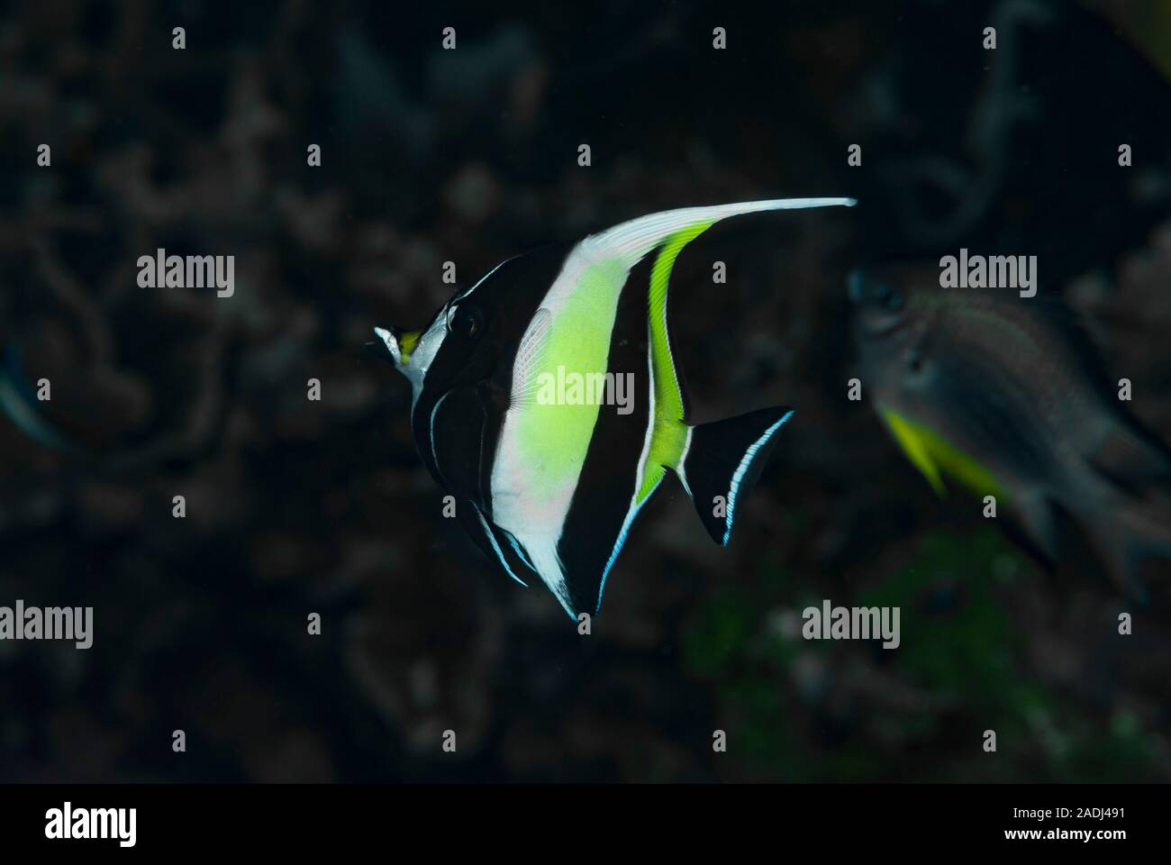 Moorish Idol Zanclus cornutus Stock Photo - Alamy