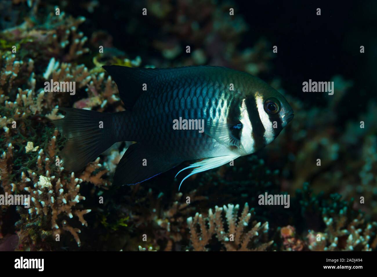 Bar cheek damsel neoglyphidodon thoracotaeniatus hi-res stock ...
